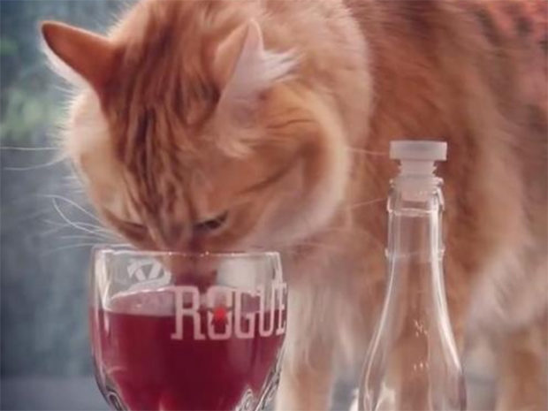 Crean un vino especial para que puedas brindar con tu gato – El Puntano