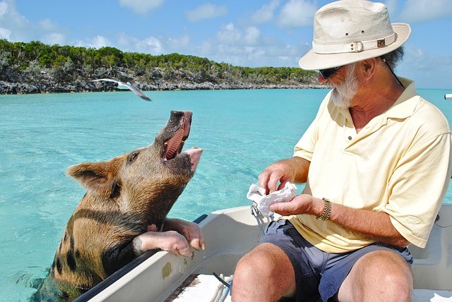 Bahamas: conocé Cayo Big Major, la curiosa isla de los cerdos – El Puntano