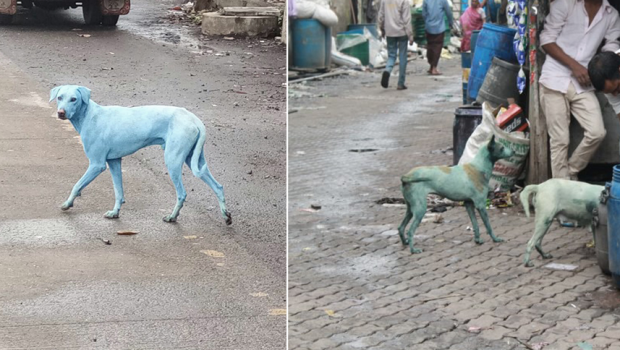 India: perros azules por contaminación química, un signo de los tiempos ...